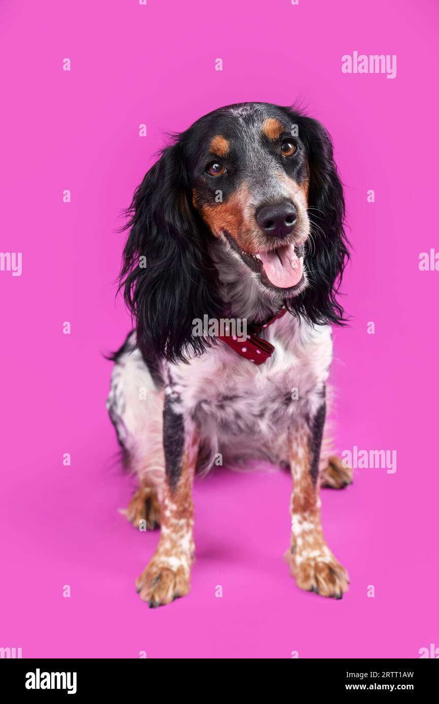 Cute cocker spaniel with bow tie sitting on purple background Stock ...