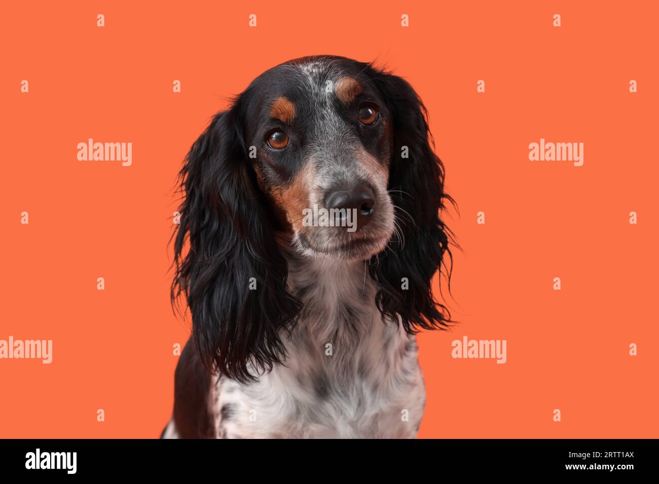 Portrait of cute cocker spaniel on orange background Stock Photo - Alamy