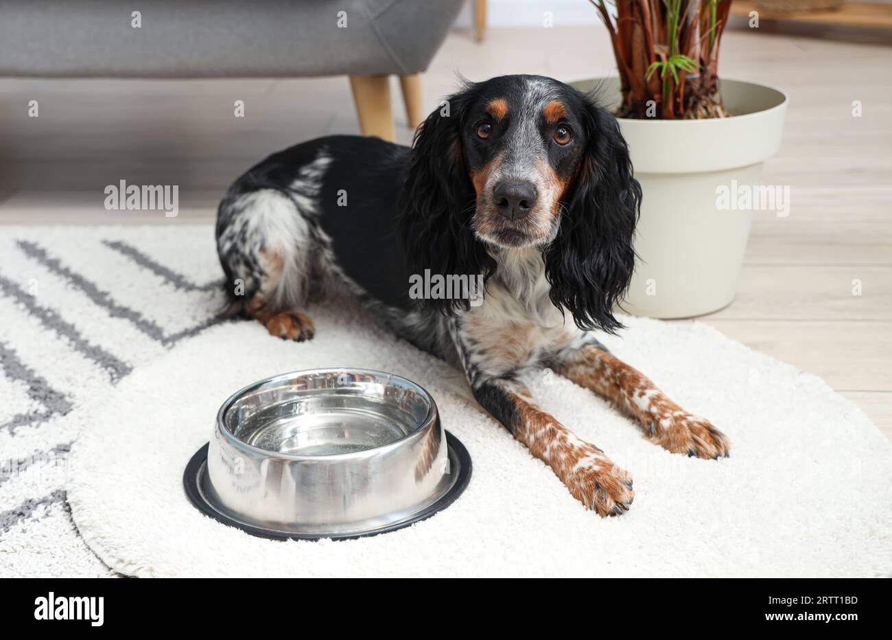 English cocker spaniel in water hi-res stock photography and images - Alamy