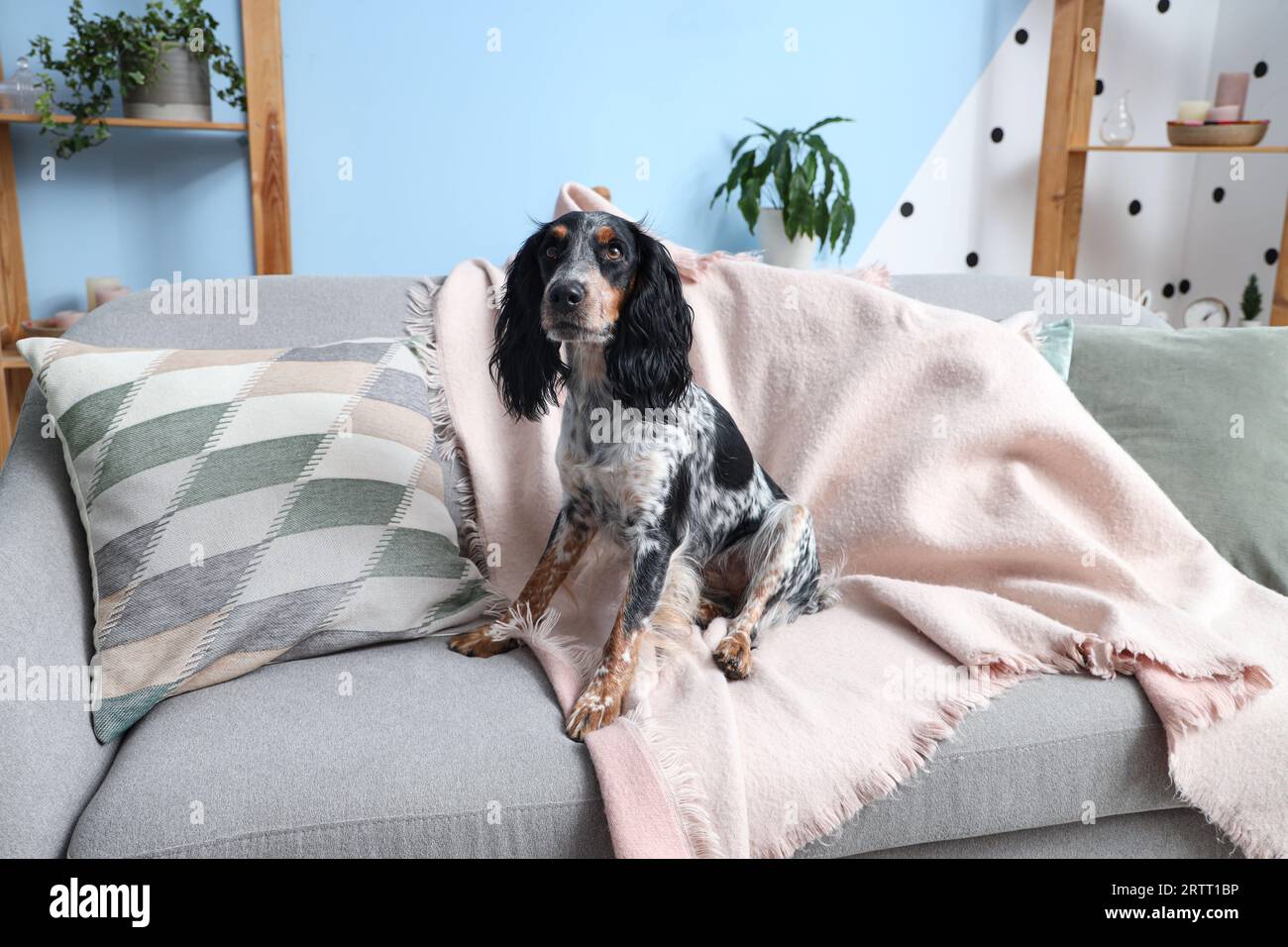 Cute cocker spaniel sitting on sofa in living room Stock Photo - Alamy