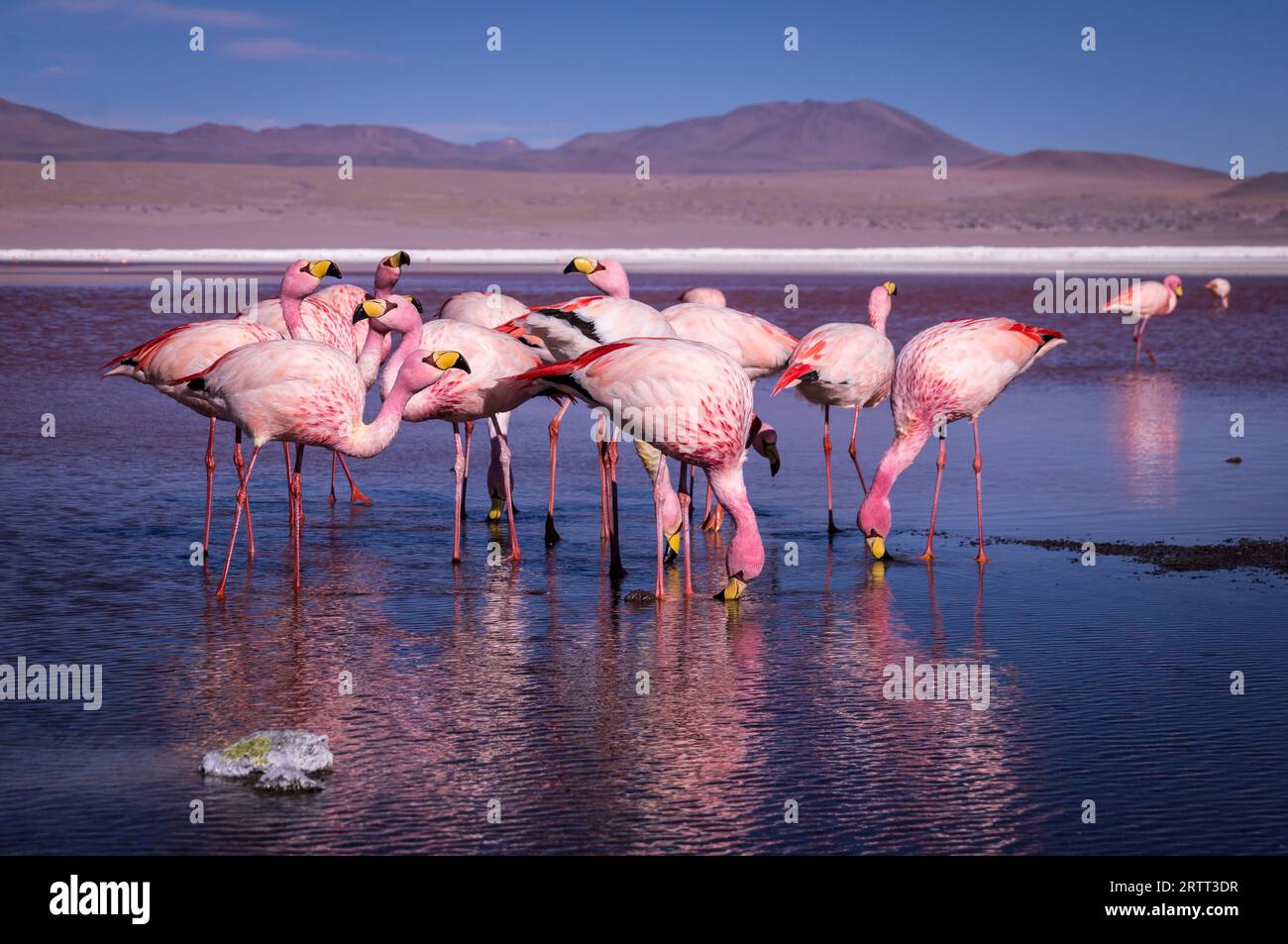 Group of pink flamingos in the colorful water of Laguna Colorada, a ...