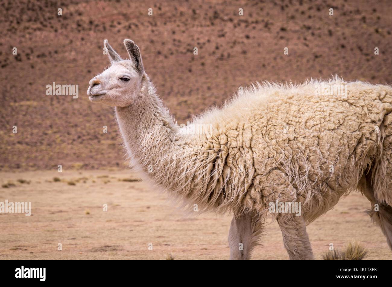 Alpaca in Altiplano. Lamas and alpacas are very popular in Bolivia and ...