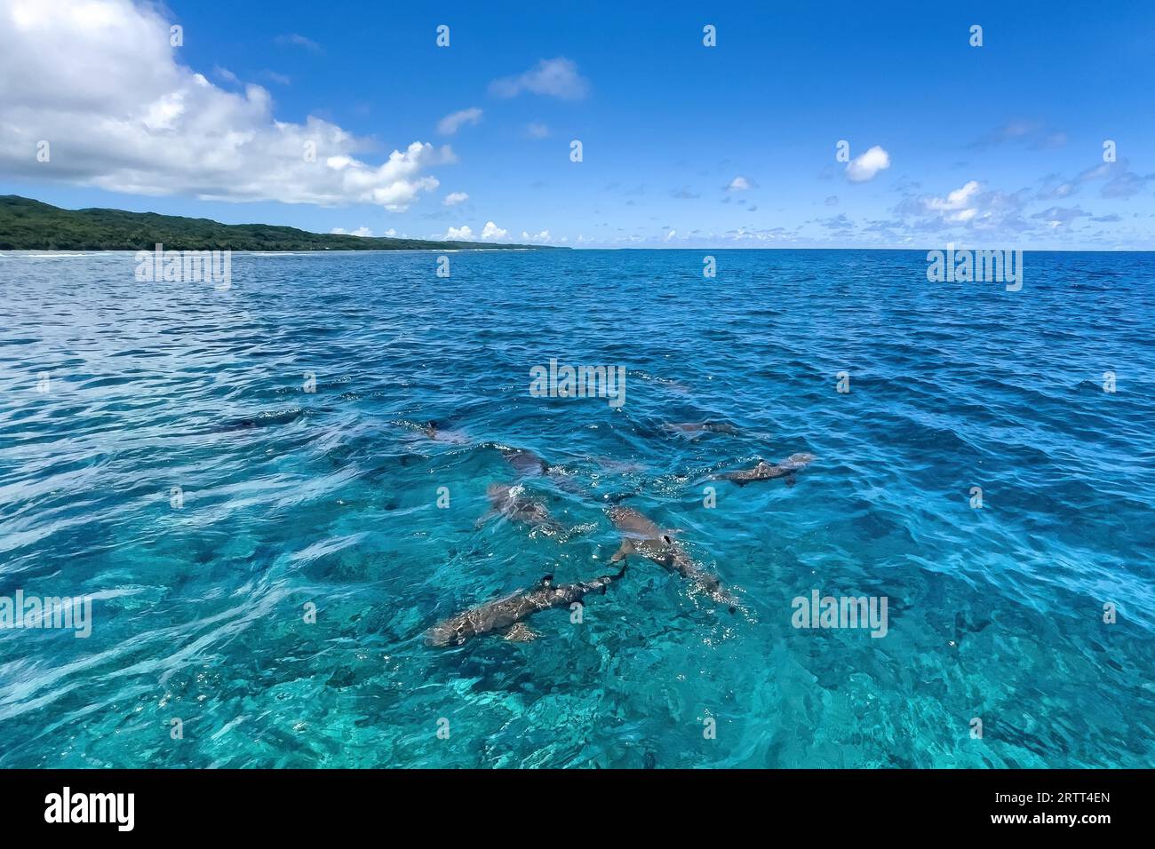 In foreground Blacktip reef sharks (Carcharhinus melanopterus) Blacktip reef shark Blacktip reef ...