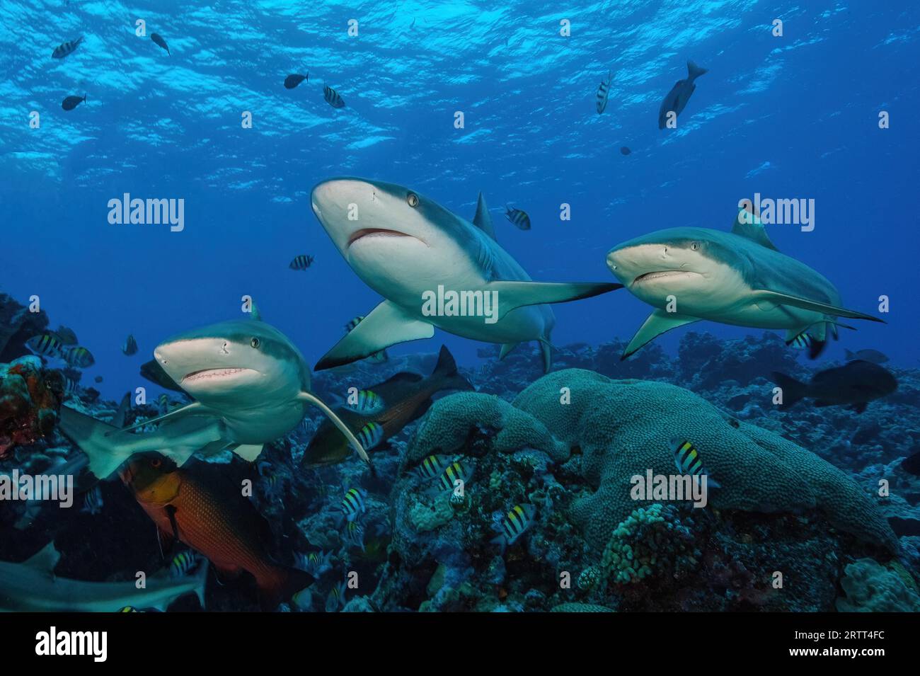 Three reef sharks (Carcharhinus) left right two blacktip reef sharks ...