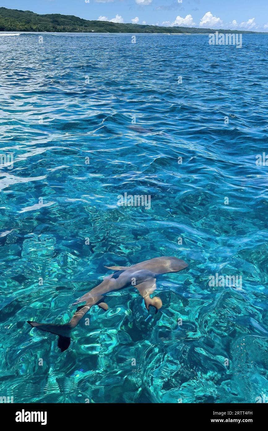 In the foreground blacktip reef shark (Carcharhinus melanopterus) Blacktip reef shark Blacktip ...