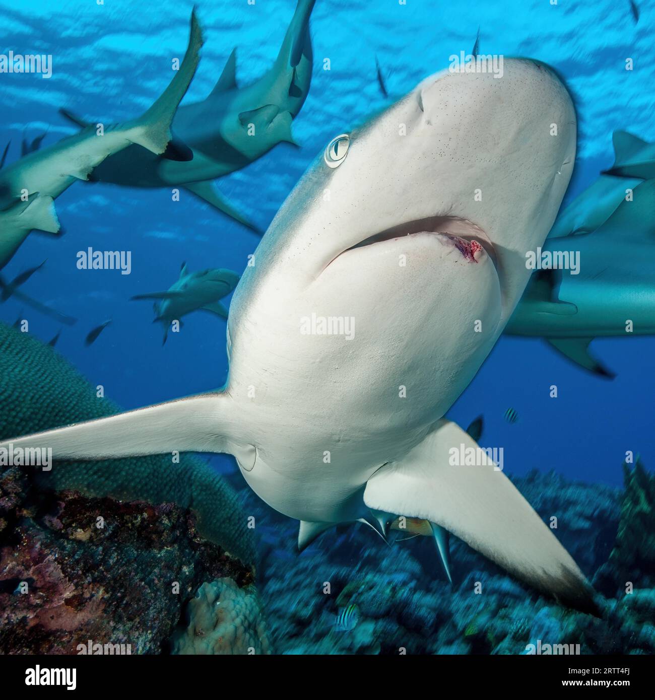 Close-up of head of grey reef shark (Carcharhinus amblyrhynchos ...