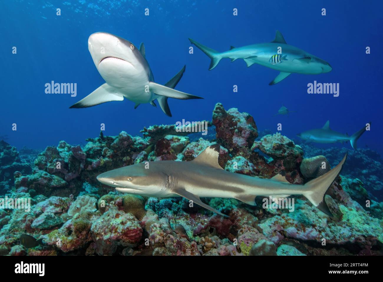 Bottom foreground Blacktip reef shark (Carcharhinus melanopterus ...