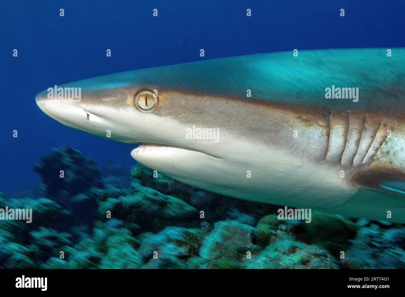Lateral close-up of head and gills of grey reef shark (Carcharhinus ...