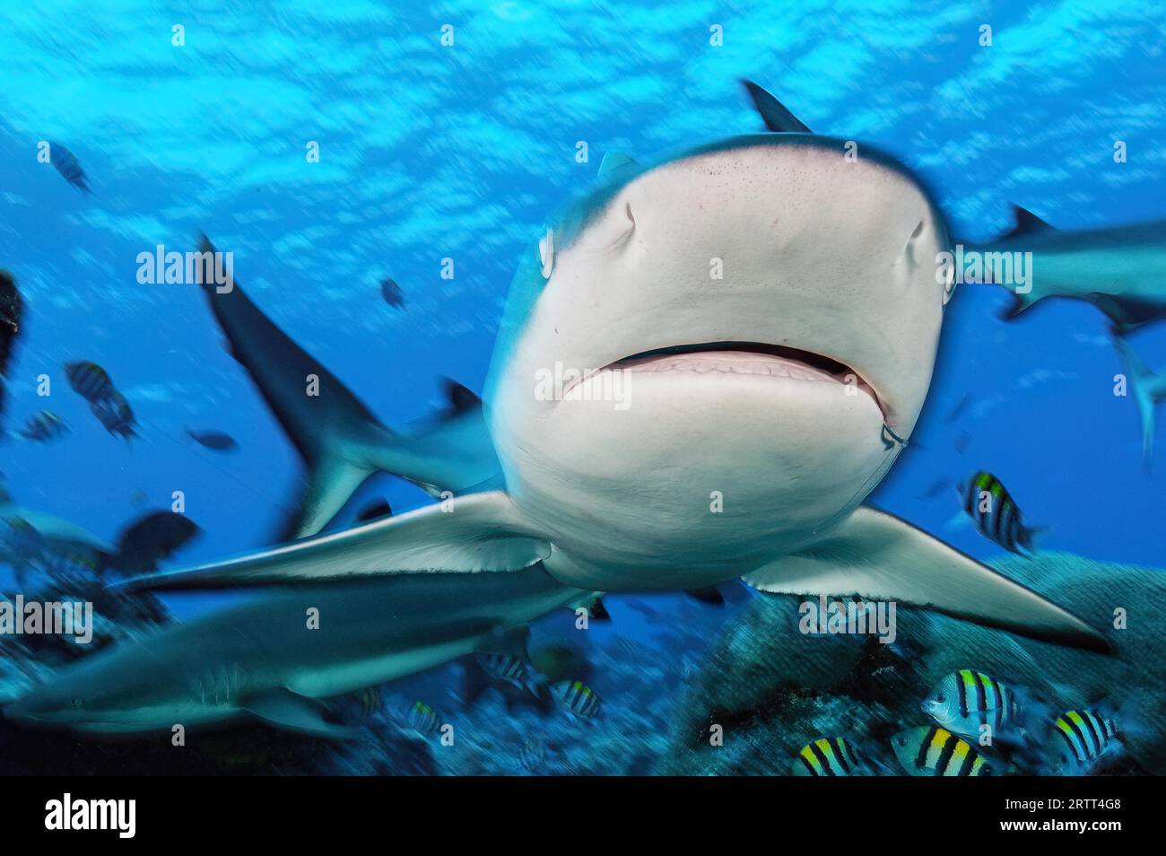 Close-up of head of grey reef shark (Carcharhinus amblyrhynchos ...