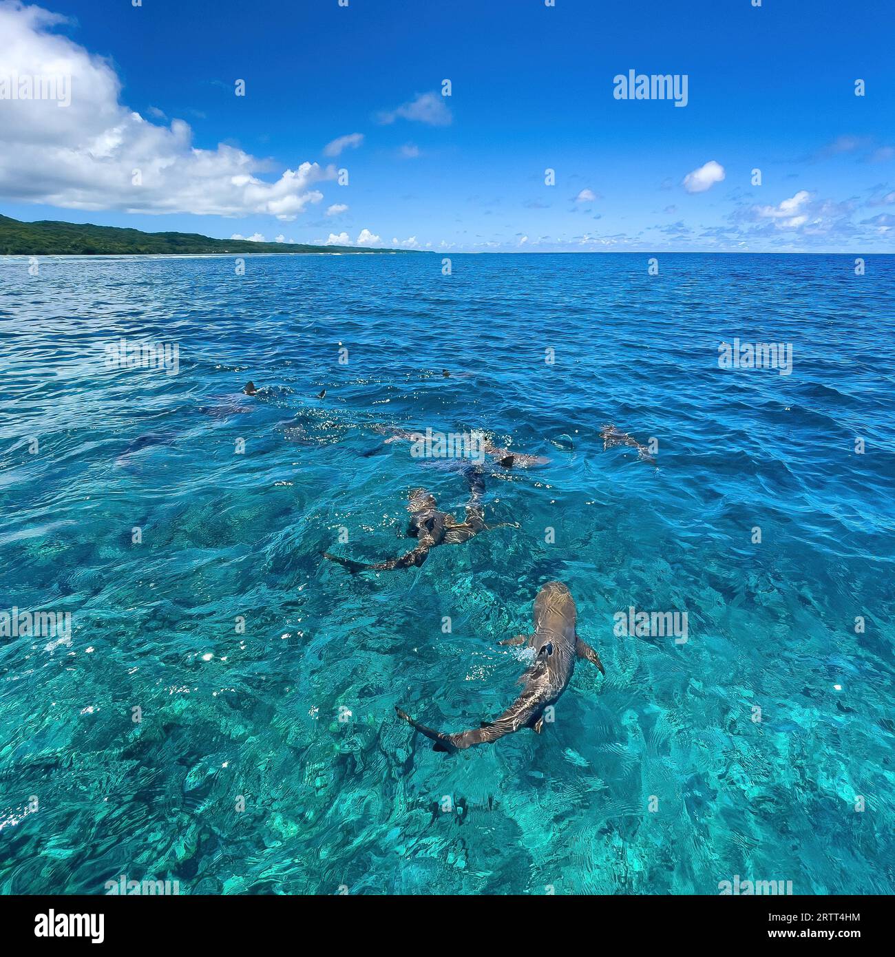 In the foreground blacktip reef shark blacktip reef shark blacktip reef shark swims just below ...