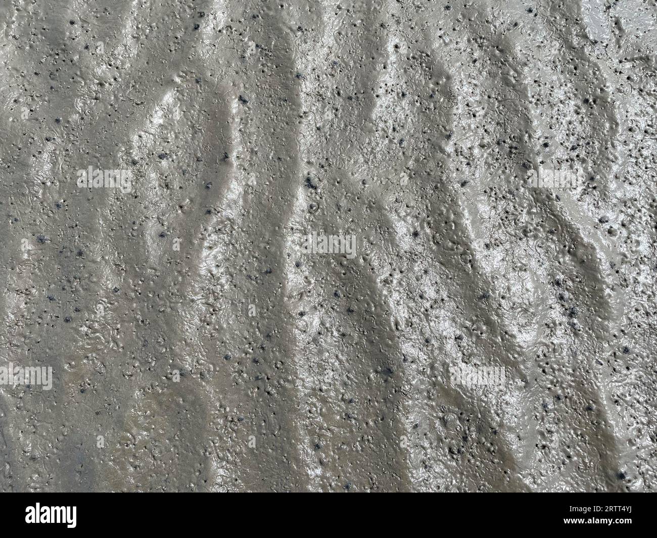 Silt, traces of the common mudflat snail (Peringia ulvae), Wadden Sea ...
