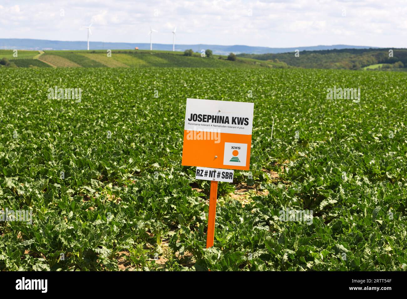 Sugar beet seed hi-res stock photography and images - Alamy