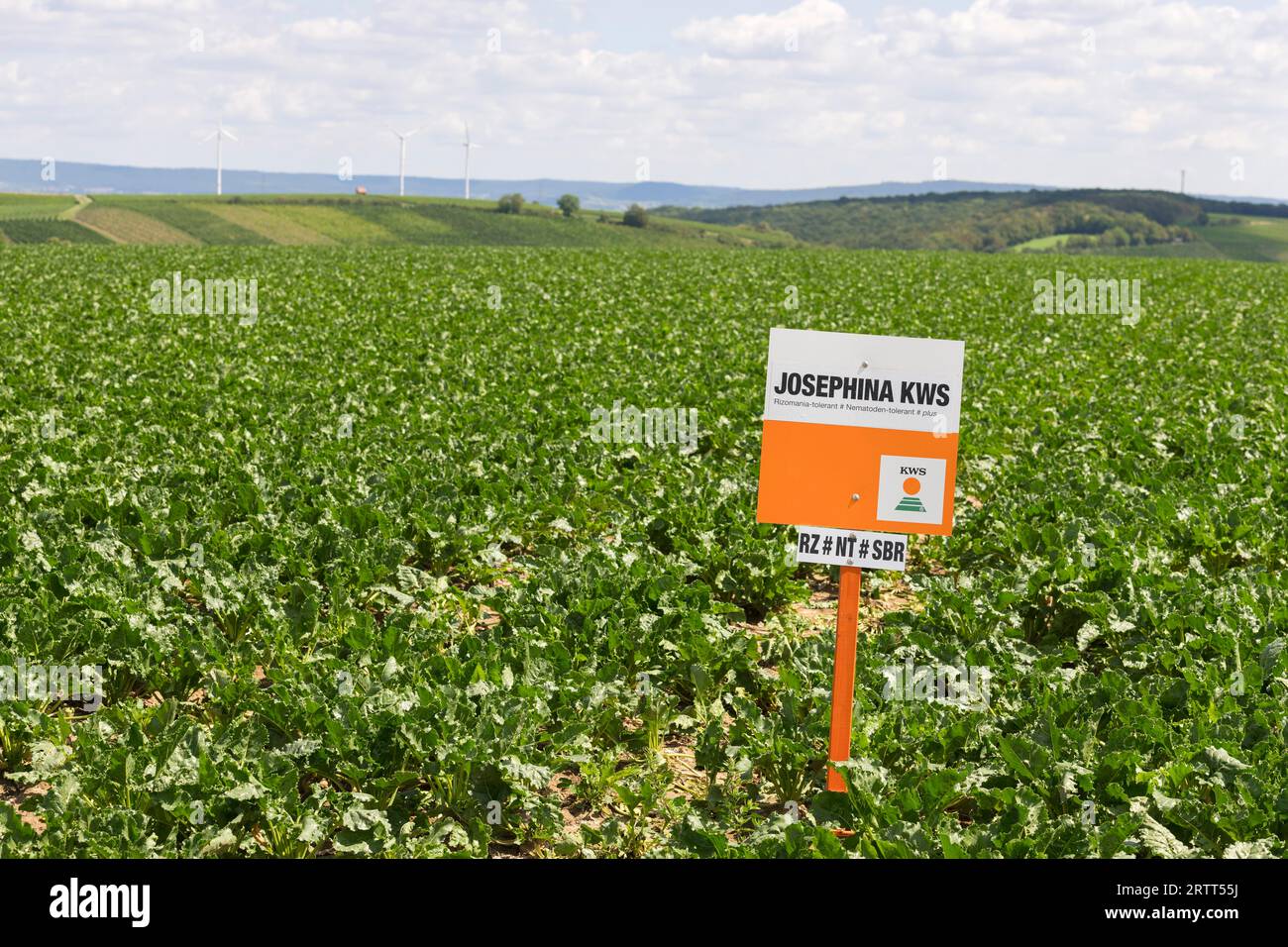 Sugar beet seed hi-res stock photography and images - Alamy
