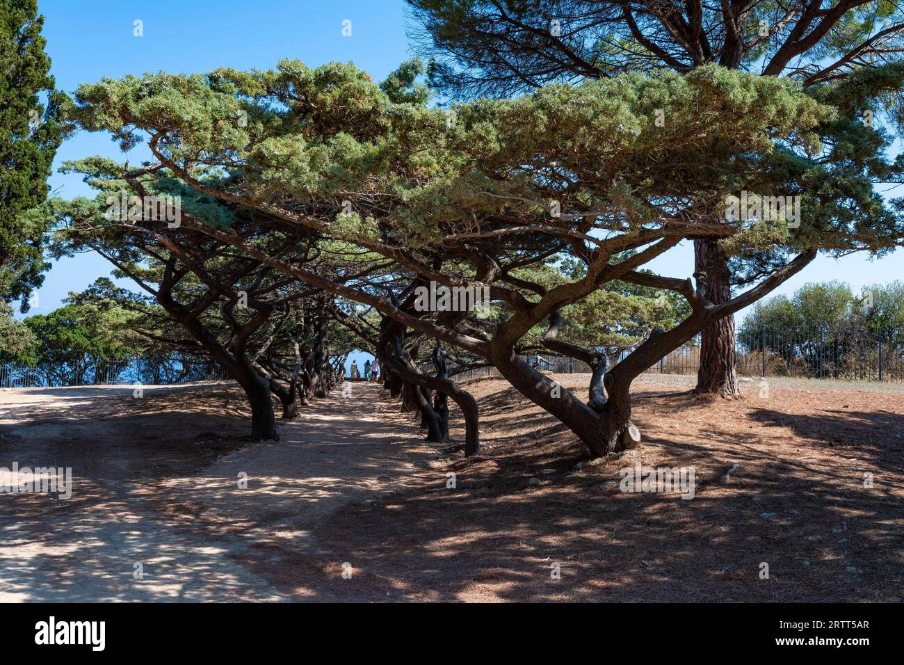 Umbrella shaped tree hi-res stock photography and images - Alamy