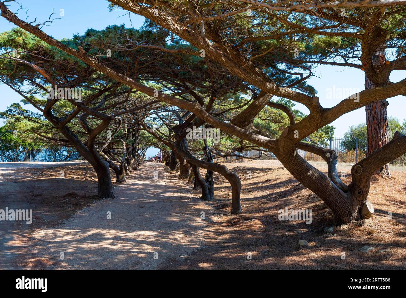 Umbrella shaped tree hi-res stock photography and images - Alamy