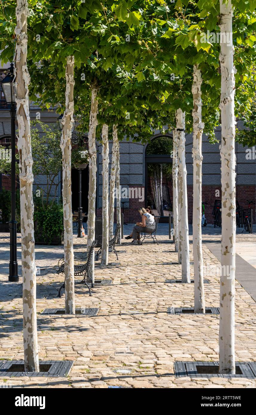 Newly planted plane trees, Forum an der Museumsinsel, Stadtquartier der ...