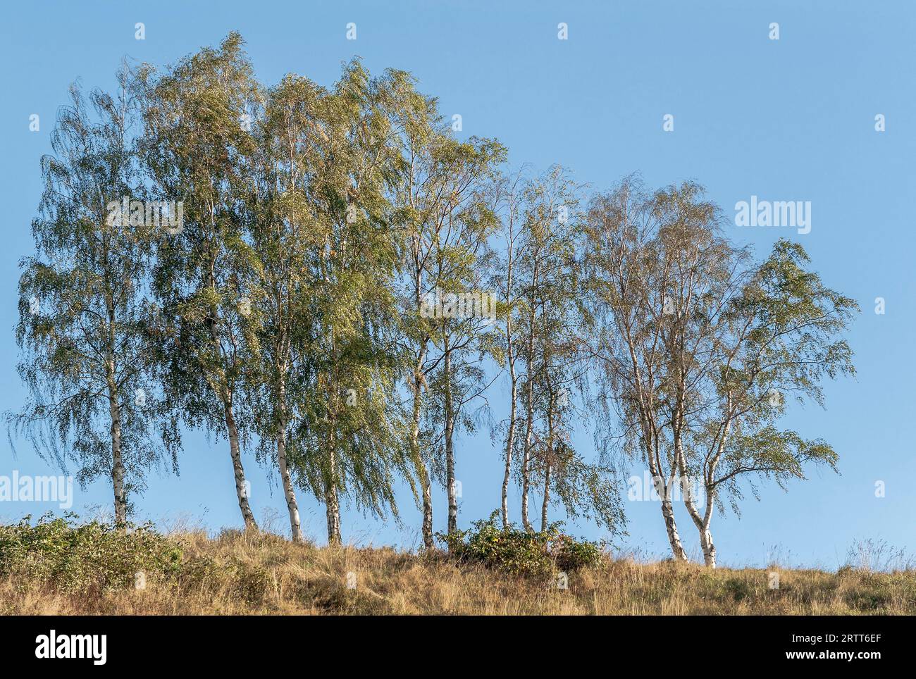 Bush group bush group hi-res stock photography and images - Alamy
