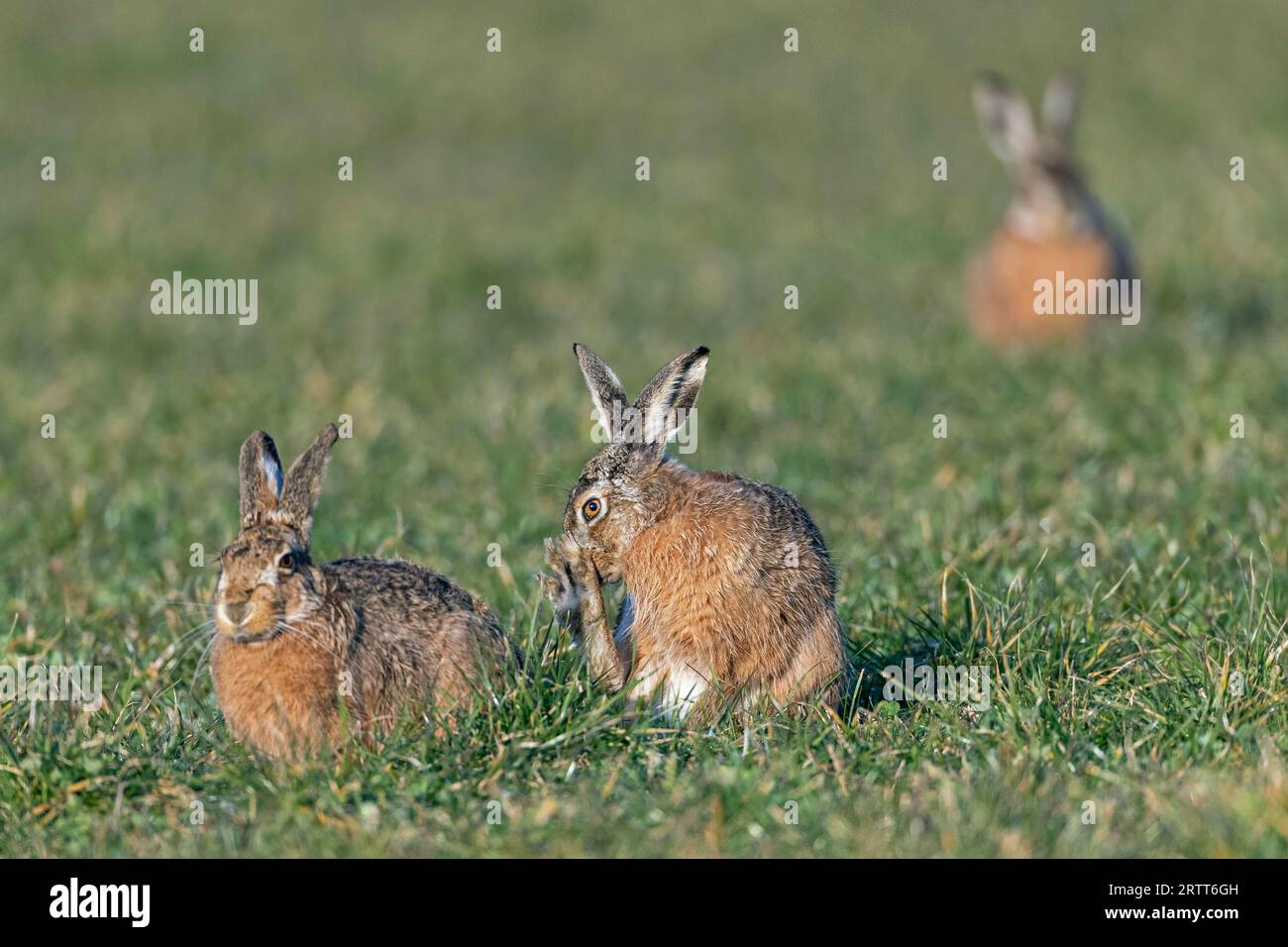 Tense calm between buck and female European Hare (Lepus europaeus Stock ...