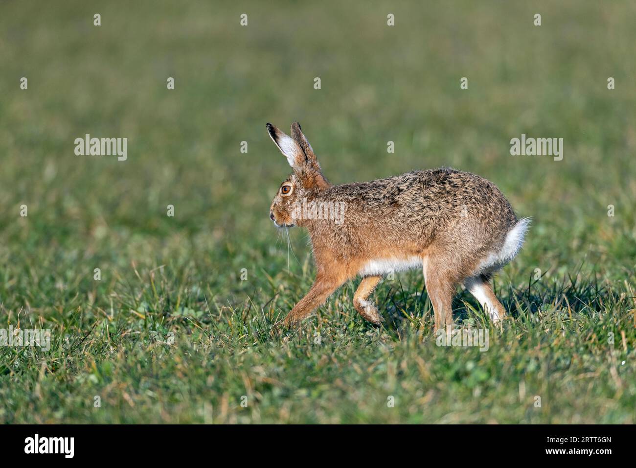 A male european hares (Lepus europaeus) also called a buck, in search ...