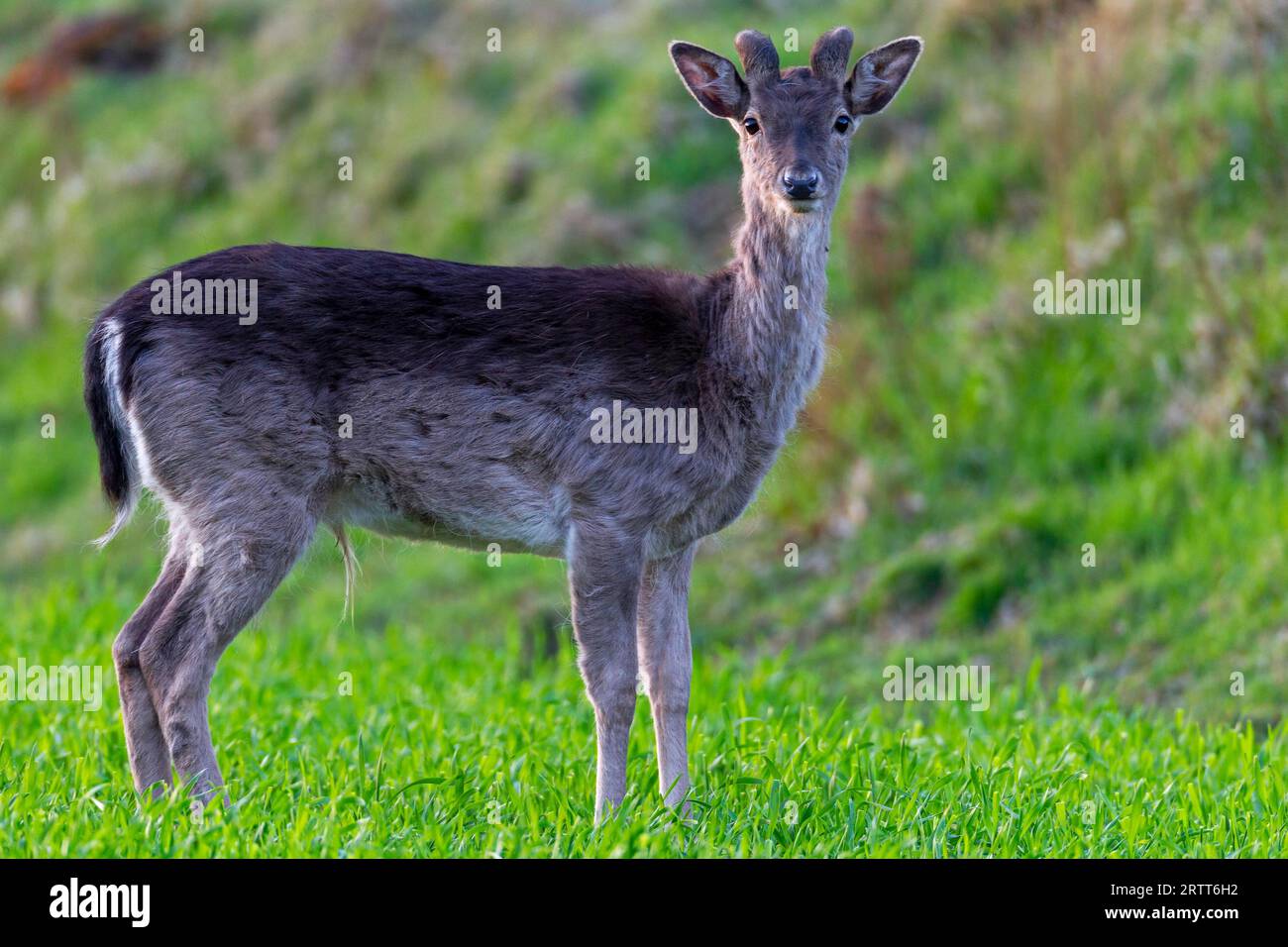 Holzbock am Hals vom Damhirsch im Bast, Zecke am Hals eines Damhirsches ...
