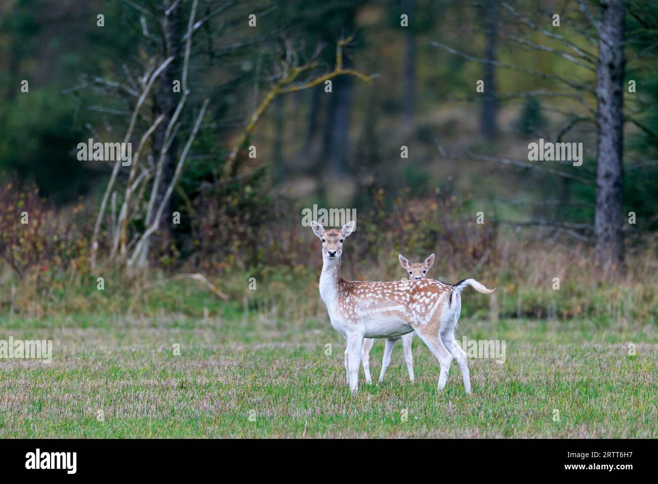 Fallow Deer, fawns spend the first two weeks of their life lying hidden ...