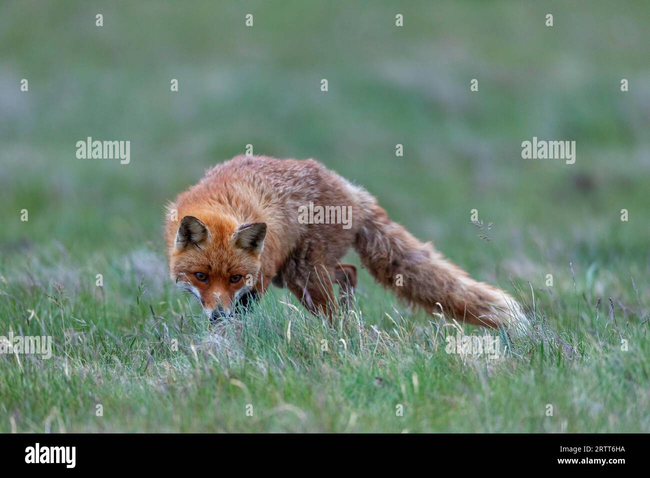 A red fox (Vulpes vulpes) hunting mice, Red fox hunting mice Stock ...