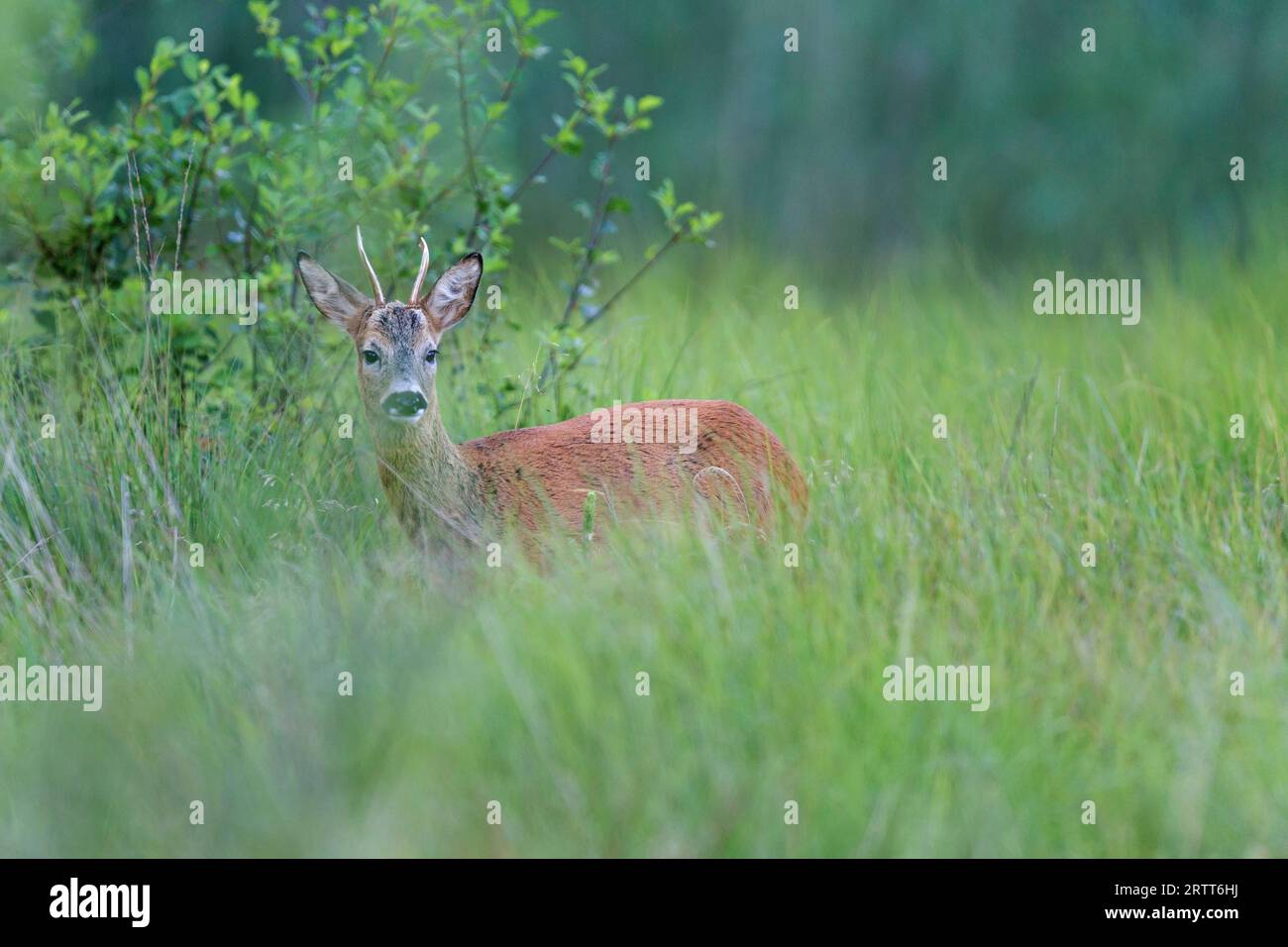 European roe deer (Capreolus capreolus) in the rutting season, Roebuck ...