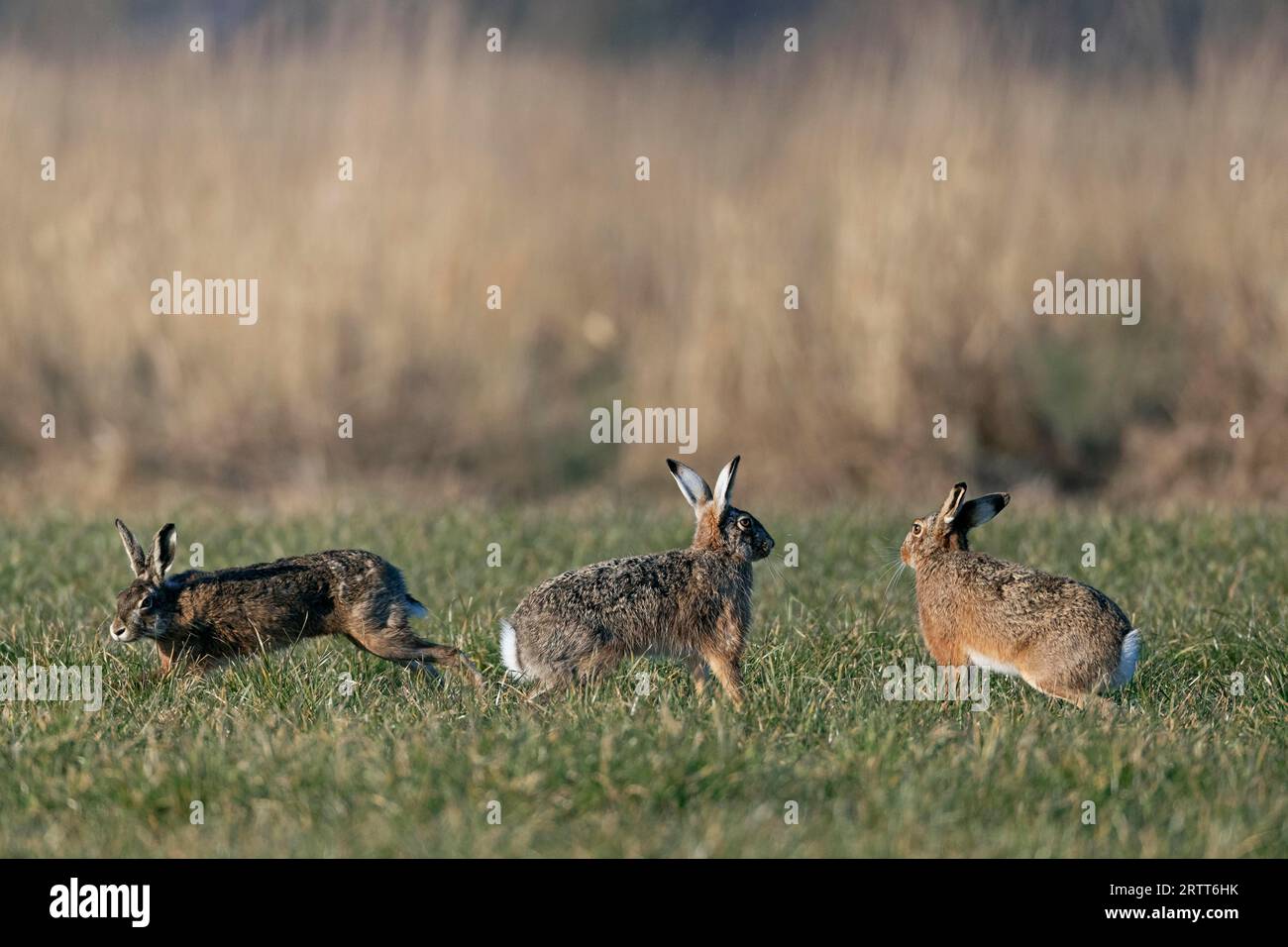 In a wild cursorial hunting, the male European Hares encircle the ...