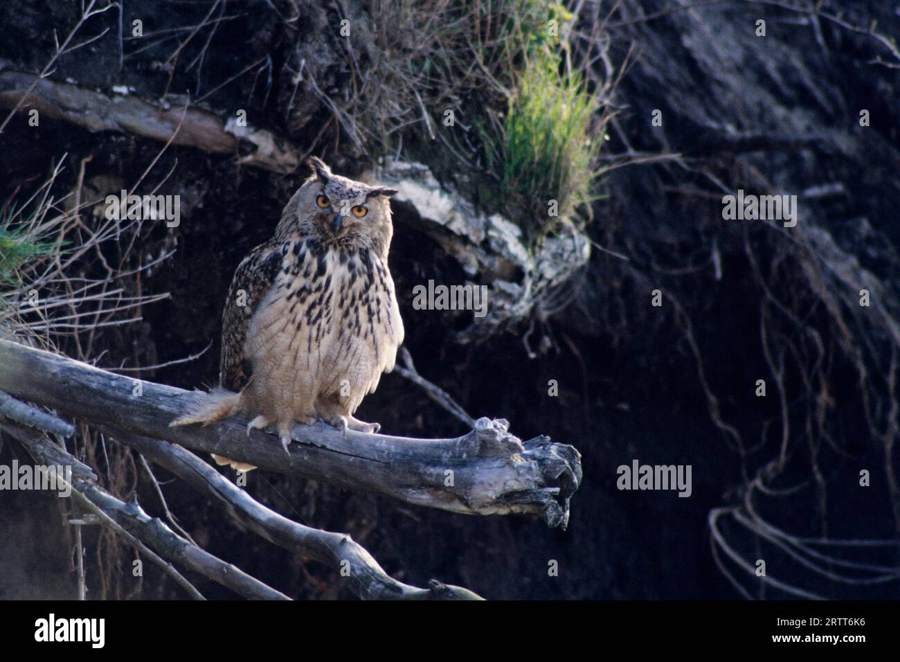 Eurasian eagle-owl (Bubo bubo) after the start of breeding the actual ...