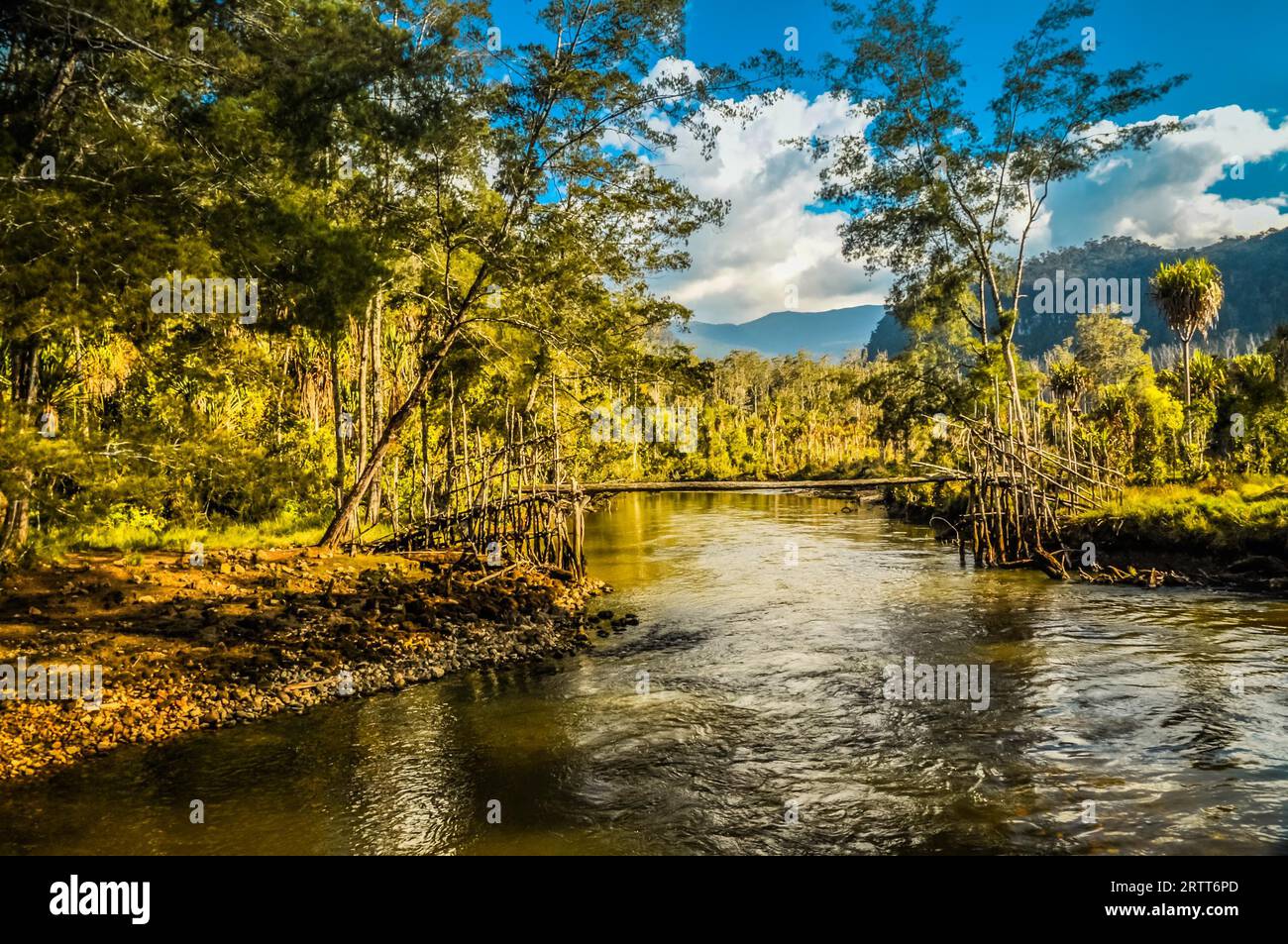 Papua new guinea tribe tree hi-res stock photography and images - Alamy