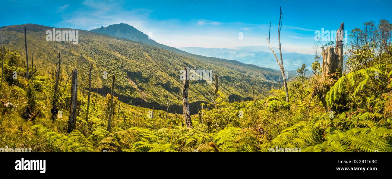 Greenery and forests with trunks of trees near Mt. Giluwe in Papua New ...