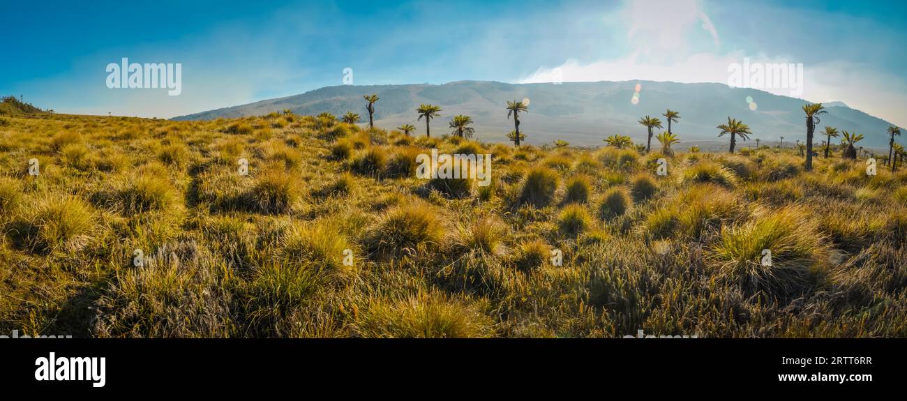 Panoramic photo of nature with palms and bunches of grass around Mt ...