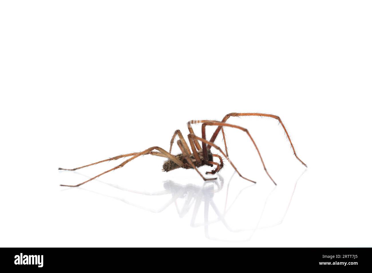 An angle spider against a white background Stock Photo - Alamy