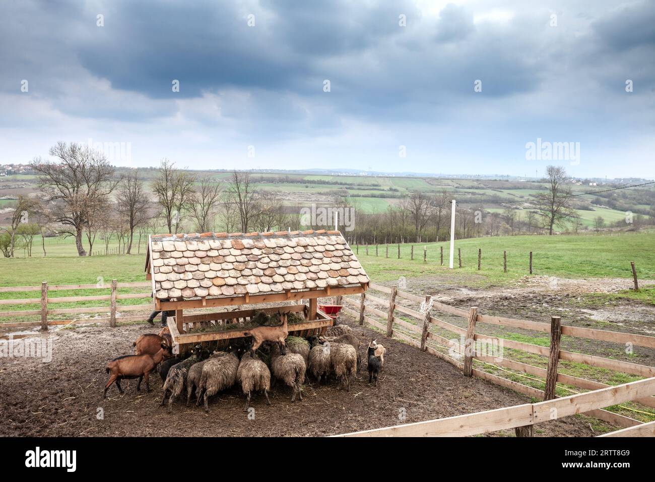 Picture of a group of sheep eating together at a trough with goats, in ...