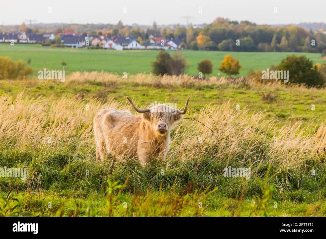 Scottish Highland Cattle on the recultivated areas at Lake Brockwitz ...