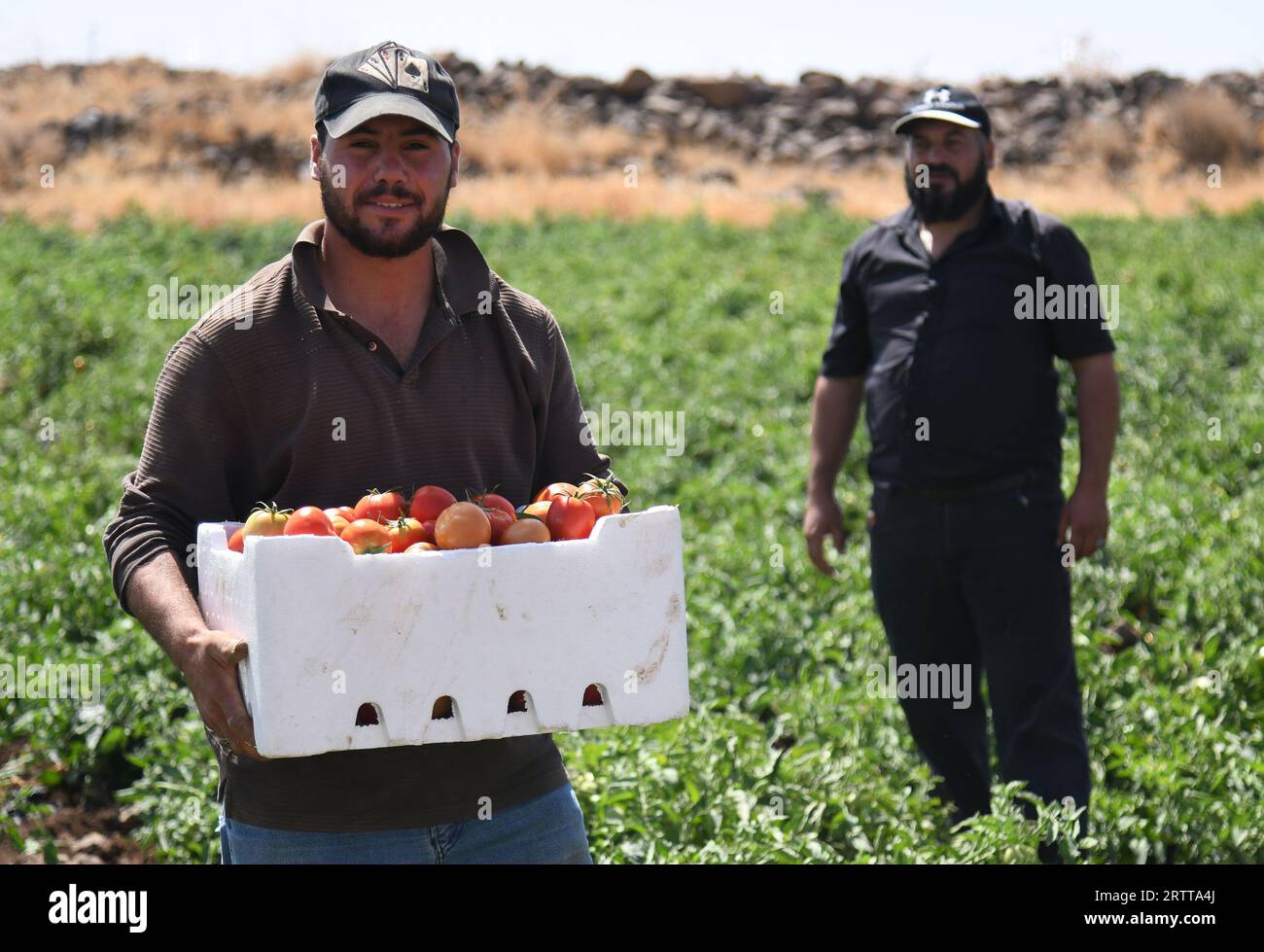 Damascus. 14th Sep, 2023. A farmer shows newly-harvested tomatoes on a ...