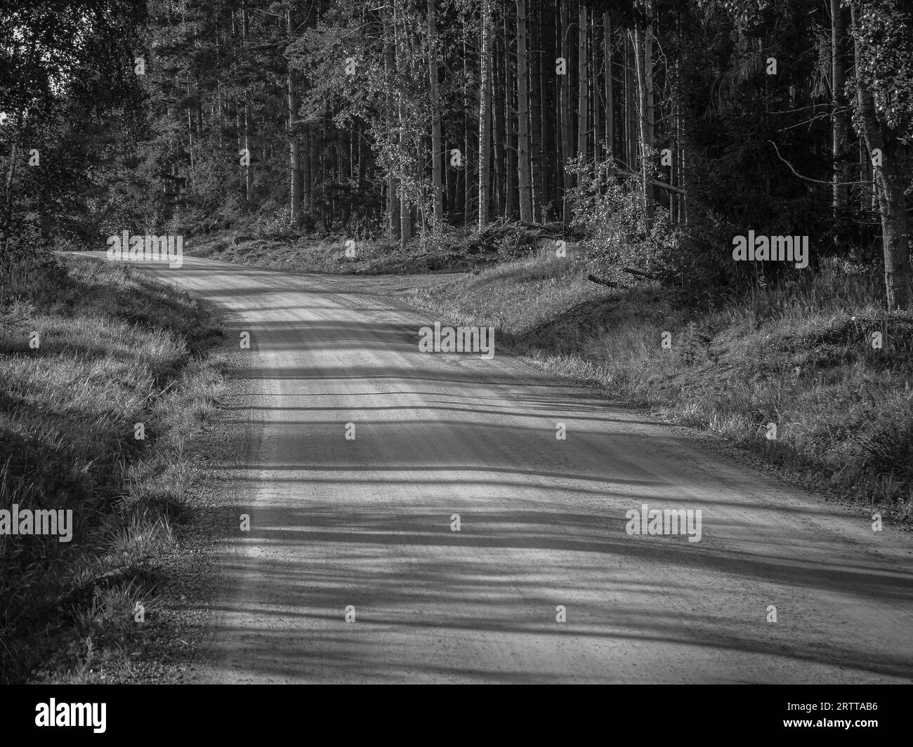 Empty road along trees in forest Stock Photo - Alamy Empty road along trees in forest Stock Photo - Alamy