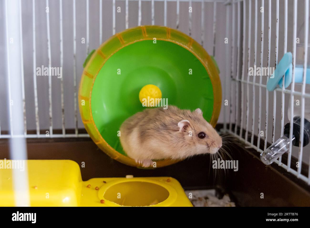 A cute hamster runs in a wheel. The concept of running in a circle ...