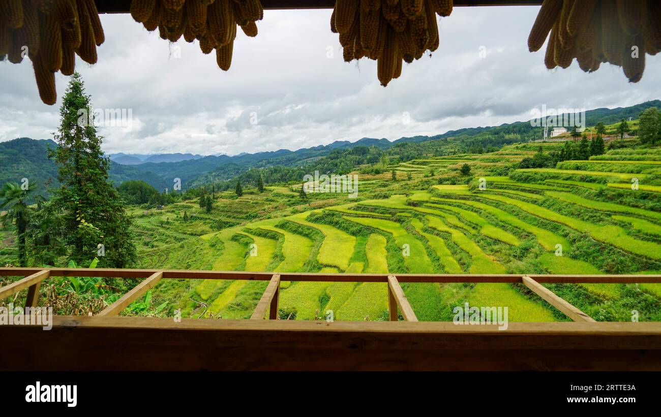Aerial photo shows the terraced field in Youyang Tujia and Miao ...