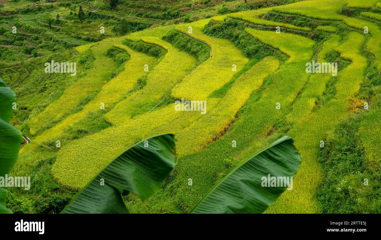 Aerial photo shows the terraced field in Youyang Tujia and Miao ...