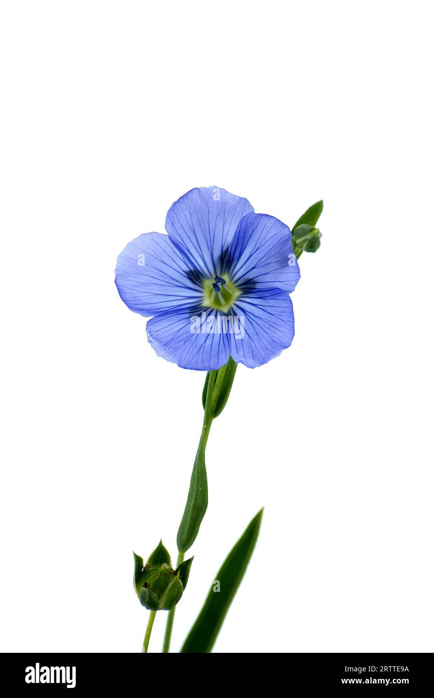 Vibrant blue common flax flower isolated on white background Stock ...