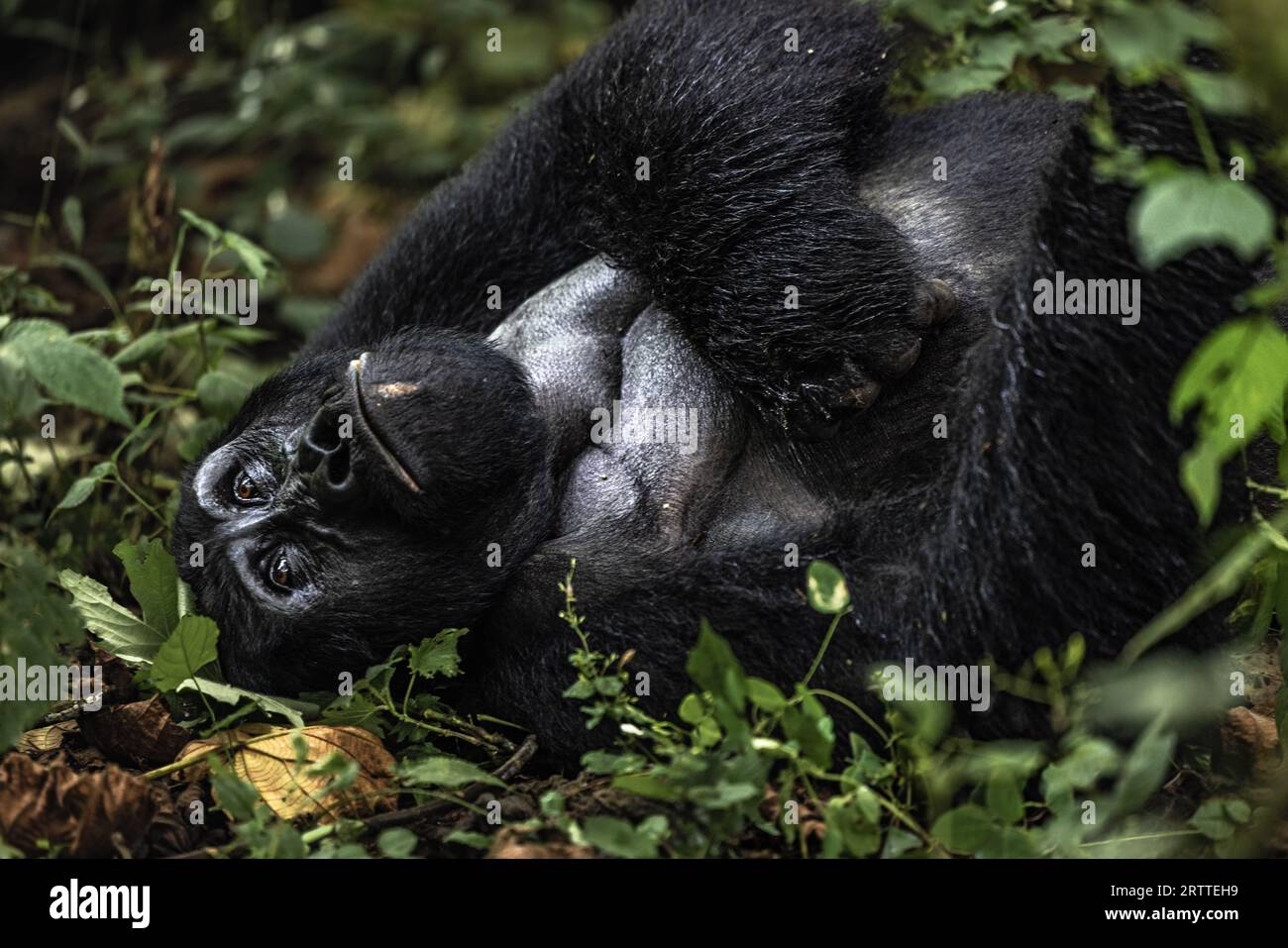 Mountain Gorilla - Silverback lying on its back and staring at the sky ...