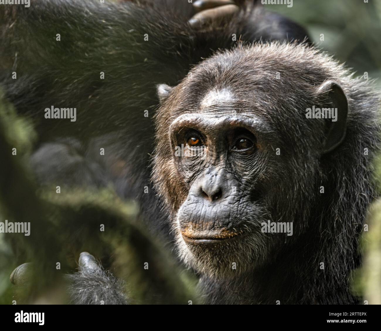 Chimpanzee at Kibale Forest, Uganda Stock Photo - Alamy