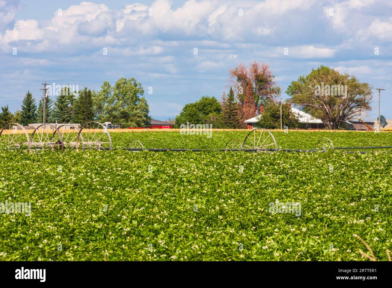 Potato farming in eastern Idaho. Extensive irrigation is required for ...