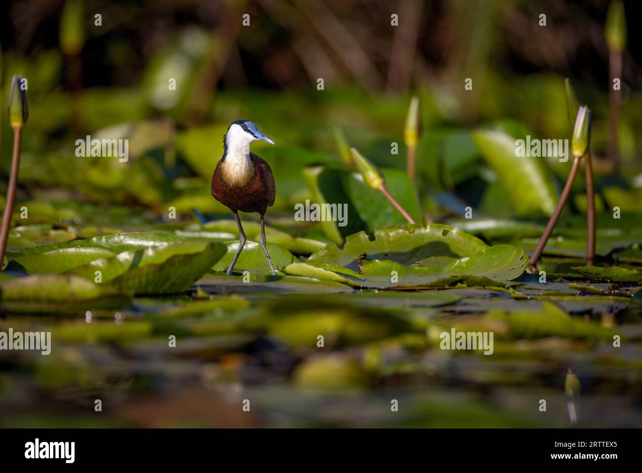 African jacana bird nest hi-res stock photography and images - Alamy