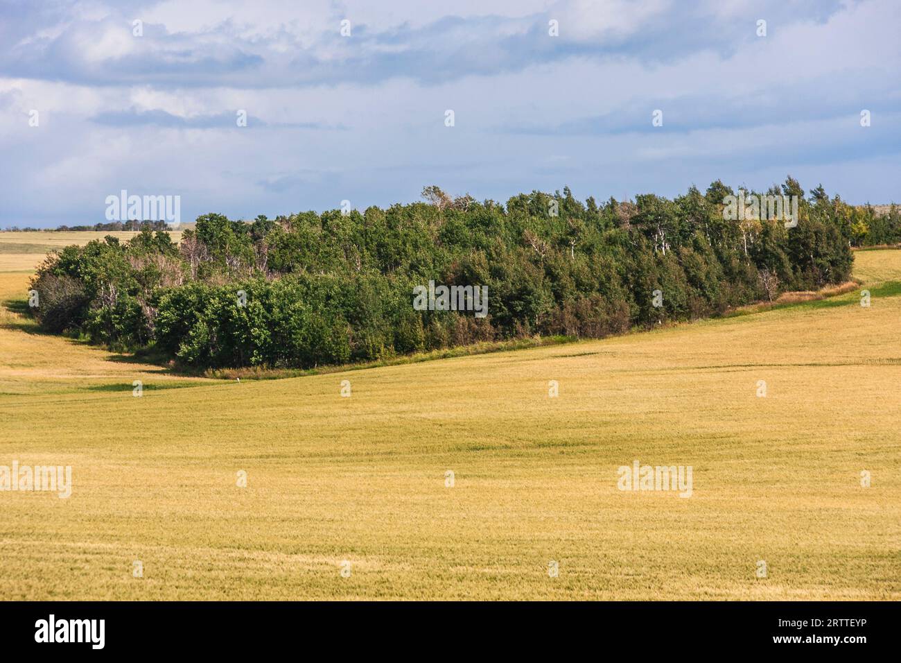 Trees near river basin on Idaho farm. In an almost completely treeless ...