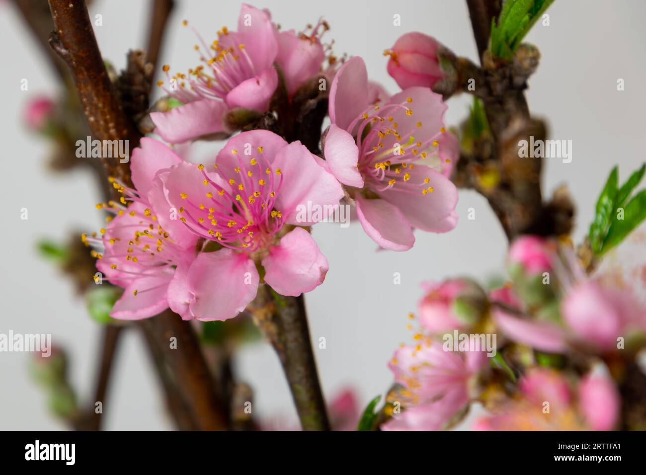 Peach blossom details. Peach-tree. Prunus persica (scientific name ...