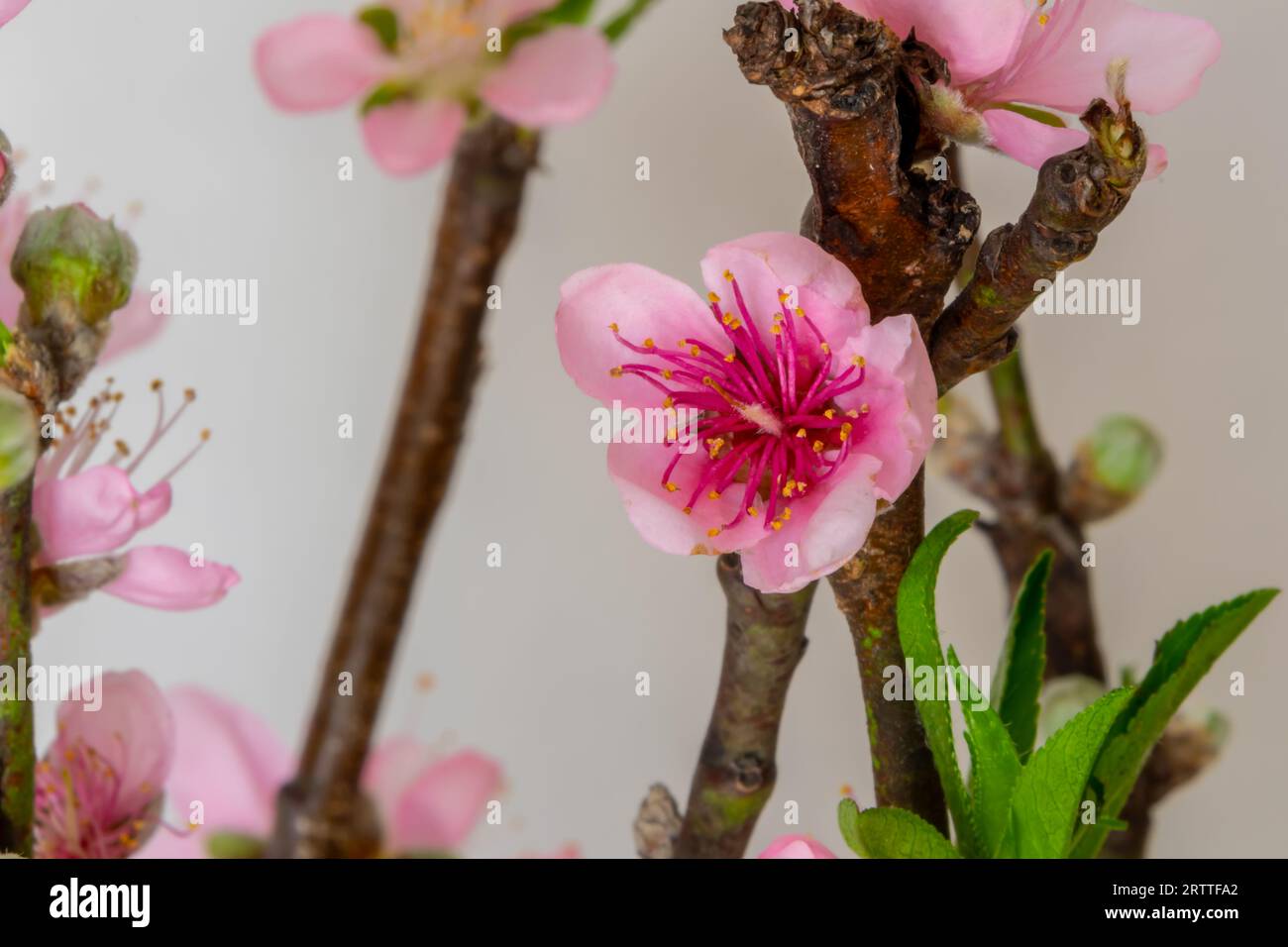 Peach blossom details. Peach-tree. Prunus persica (scientific name ...