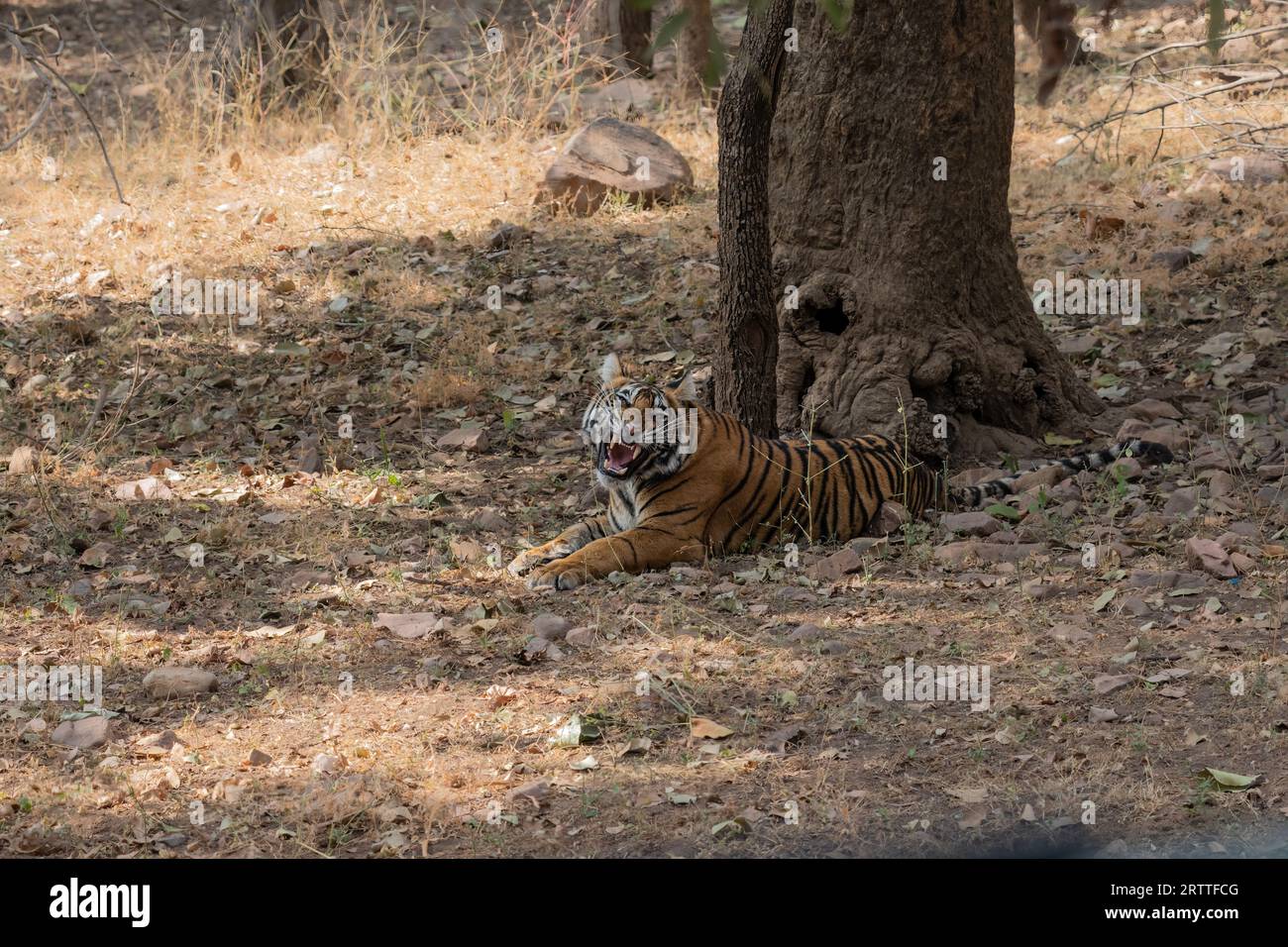 Sub-adult Tiger at Ranthambore Tiger Reserve Stock Photo - Alamy