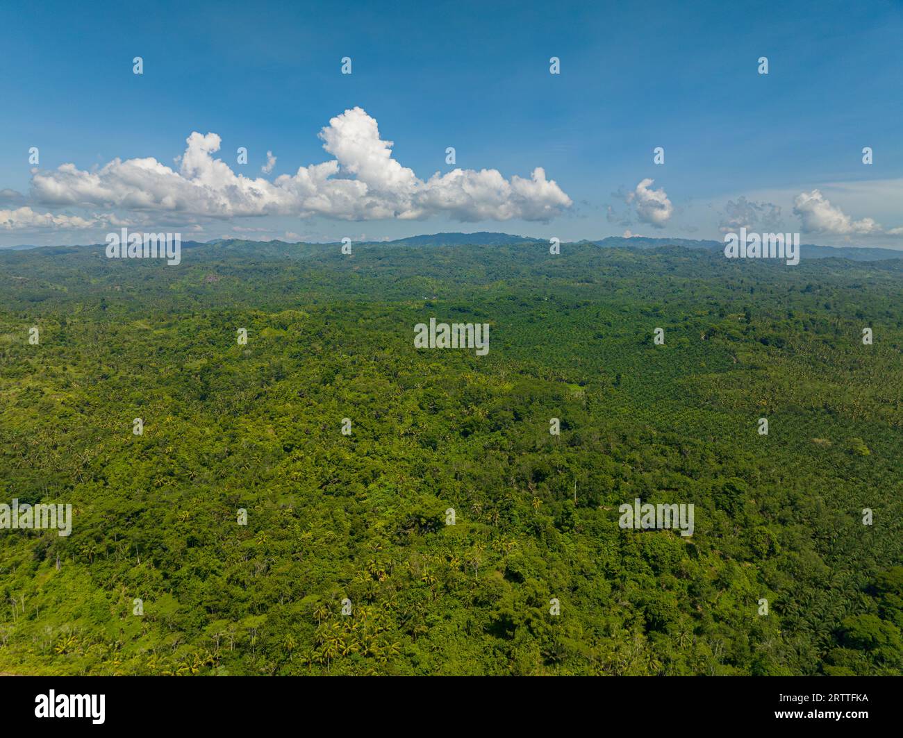 Mountain forest and greenery vegetation. Blue sky and clouds. Mindanao ...